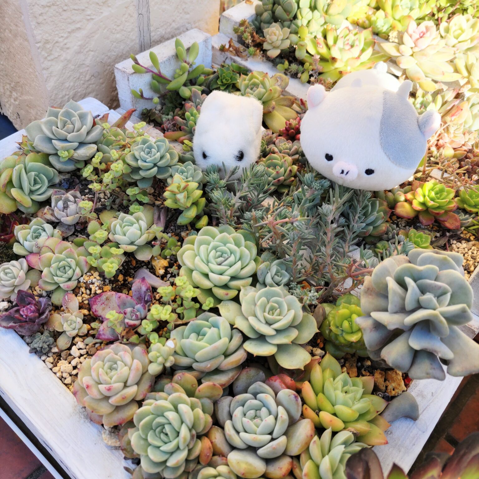 chat GPT使ってみた | とどたん多肉園ブログ