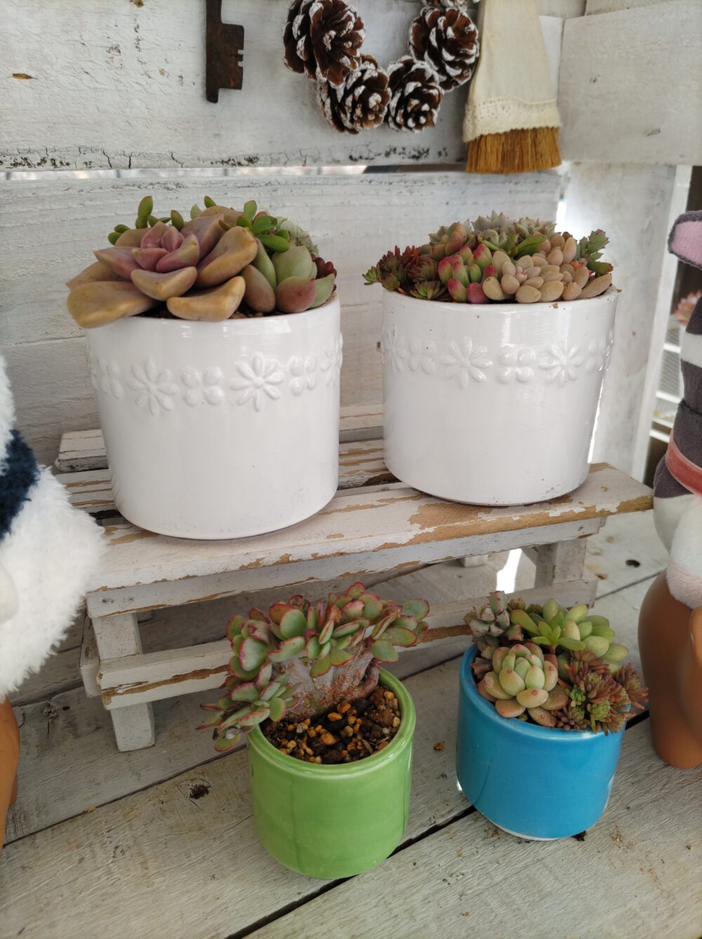 ダイソーでも可愛い鉢を購入 寄せ植えをしてみました | とどたん多肉園ブログ