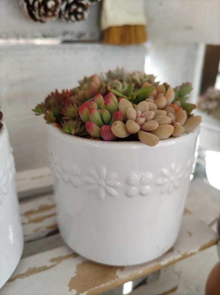 ダイソーでも可愛い鉢を購入 寄せ植えをしてみました | とどたん多肉園ブログ